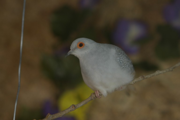 Bevy of Birdhomes » Diamond Doves