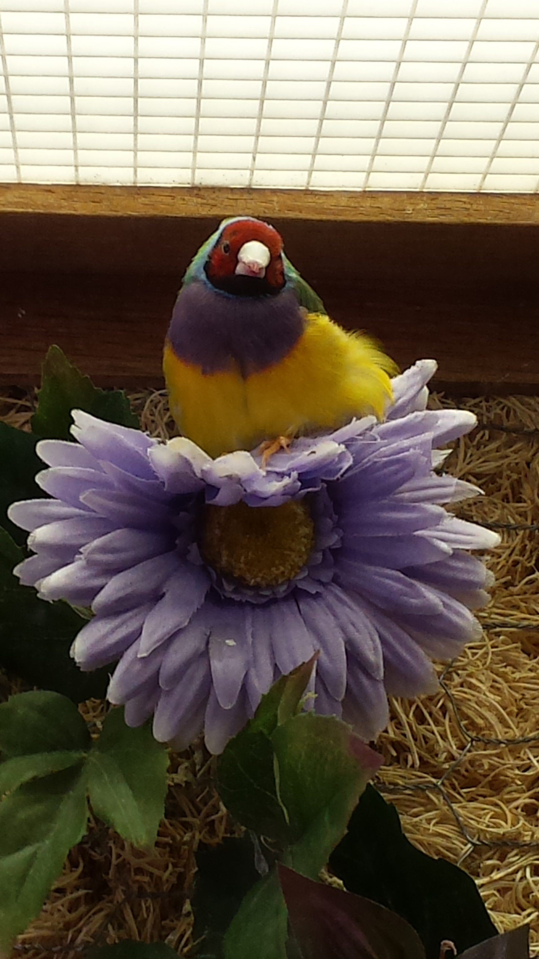 Bevy of Birdhomes » Technician Tales: The Tricks of the Lady Gouldian